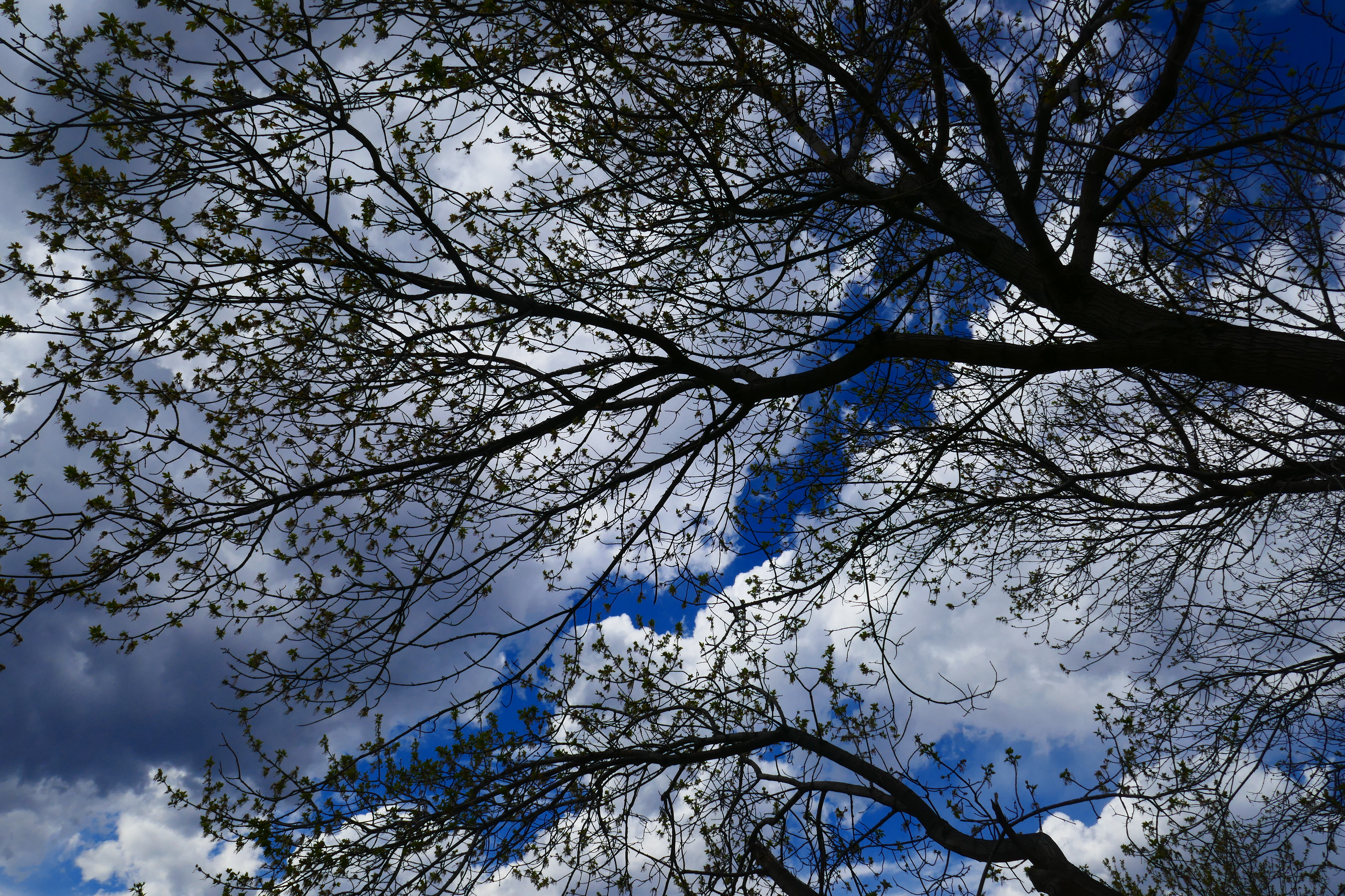 The Tree Outside My Window – Aging Journal